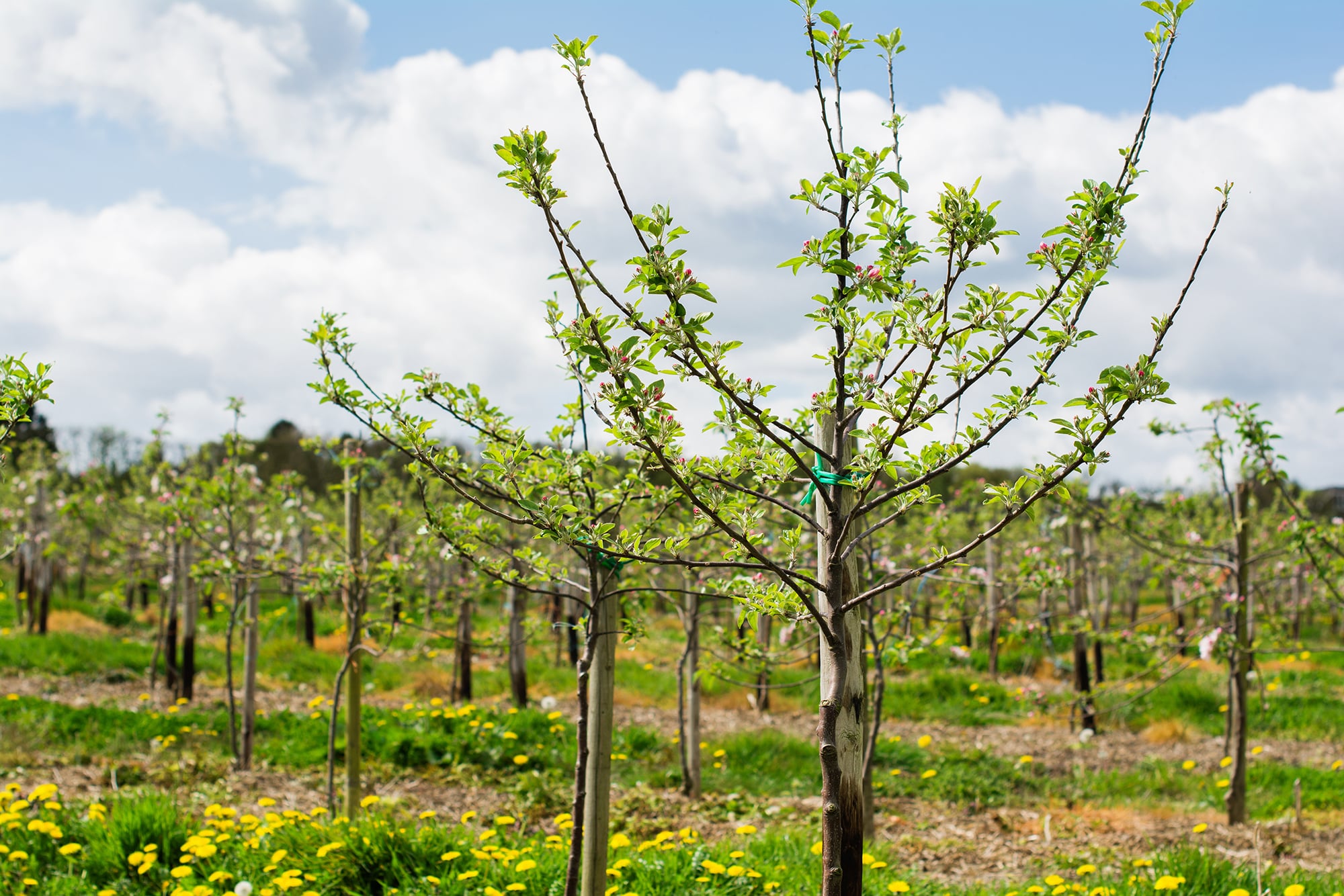 Tree Planting - Active Regen